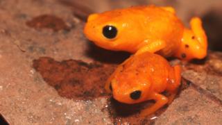 Meet the pumpkin toadlet a new species with glowing bones! - BBC Newsround