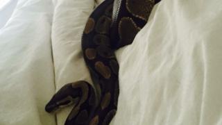 Python found lurking in bathroom toilet in Southend - BBC News