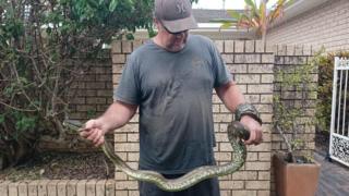 Australia: Python bites and drags five-year-old into pool - BBC News