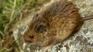 St Kilda's unusual meat-eating field mice - BBC News