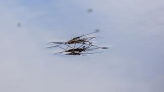 Nature crisis: 'Insect apocalypse' more complicated than thought - BBC News