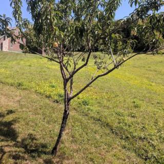 First-date peach tree bears fruit for son - BBC News