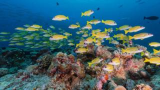 Fish ‘whoops and growls’ recorded on restored reef - BBC News