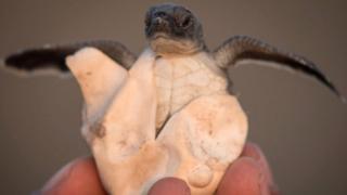 Fake turtle eggs helping to fight the illegal wildlife trade - BBC ...