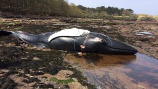 'Drowned' whale washes up on beach in East Lothian - BBC News
