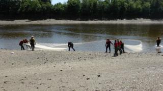 Sharks are living in the River Thames, new study reveals - BBC Newsround