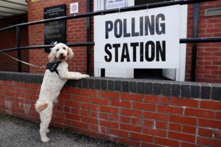 Elections 2021: Dogs at polling stations - BBC News