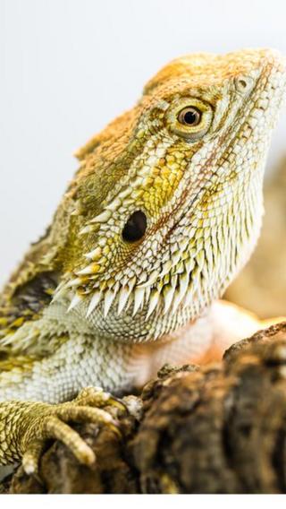 Lizards share sleep patterns with humans - BBC News