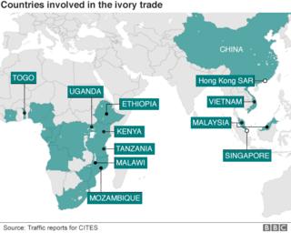 East Asian networks 'smuggle ivory across Africa' - BBC News