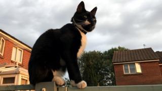 Coronavirus: 'Pets no risk to owners' vets stress - BBC News