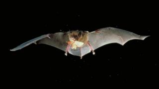 How bats keep an ear on their prey - BBC News