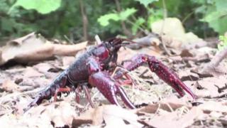 New crayfish that doesn't need males to mate becomes all-powerful - BBC ...