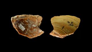 Neanderthals 'dived in the sea for shellfish - BBC News