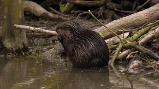 Beavers reintroduced to parts of England and Wales - BBC News