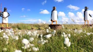 Your pictures of Scotland: 1-8 July - BBC News
