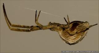 Spider size is a question of gravity - BBC News