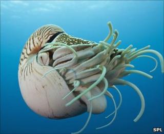 Ammonite diet revealed in X-rays - BBC News