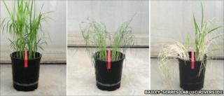 Flood-resistant rice 'also has drought-proof trait' - BBC News