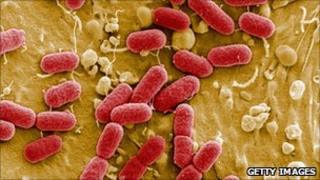 Q&A: E. coli outbreak - BBC News