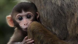Infant stress in monkeys has life-long consequences - BBC News