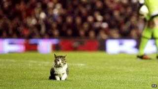 Liverpool's Anfield cat becomes Twitter star - BBC News