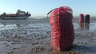 Skegness wind turbine trial to light up pier in UK first - BBC News