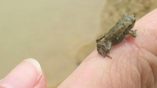 Jersey toad is unique species, say experts - BBC News
