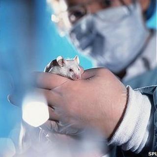 Government retains UK's strict animal testing regime - BBC News