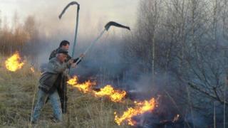Chernobyl's radioactive trees and the forest fire risk - BBC News