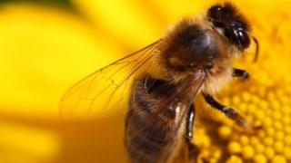 Welsh bee decline action plan to promote allotments - BBC News