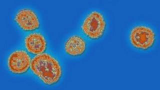 Lethal snake viruses identified - BBC News
