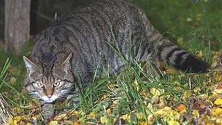 When is a wildcat really a wildcat? - BBC News
