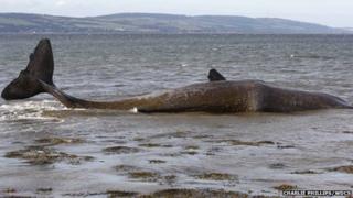 Deep-sea 'graveyard' reveals fate of dead ocean giants - BBC News