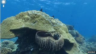 Google adds coral reef panoramas to Street View maps - BBC News