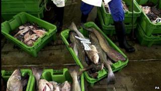 North Sea cod: Is it true there are only 100 left? - BBC News