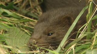 Killer American mink 'in every Welsh river' - BBC News