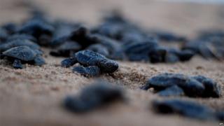 Day in pictures: 11 April 2013 - BBC News