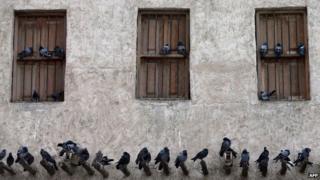 How many birds are killed by windows? - BBC News
