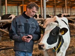 RTLS: The technology tracking cows to make them happy - BBC News