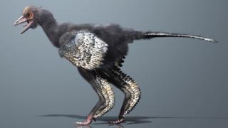 Archaeopteryx: X-rays shine new light on mystery 'bird' - BBC News