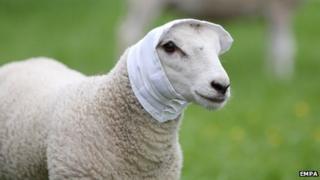 Gotham attack victim lamb wears a hat to help his recovery - BBC News