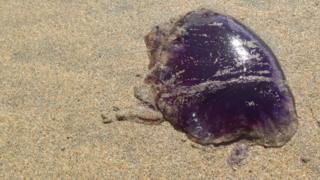 UK jellyfish boom: Your pictures - BBC News