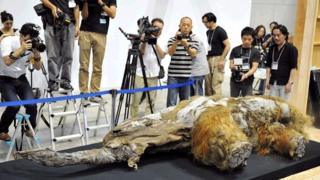 Mammoth genome sequence completed - BBC News