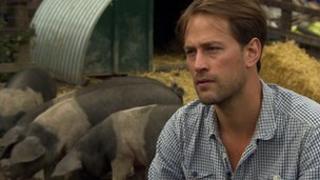 Should pig swill from waste food be back on the menu? - BBC News
