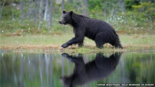 Europe's key animals 'making a comeback' - BBC News