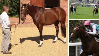 Frankel: 'Super stud' stallion in demand for £125,000 a time - BBC Sport