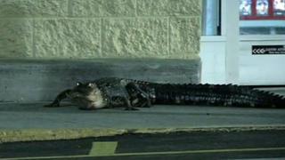 Florida man charged with 'throwing alligator' into fast-food restaurant ...