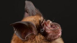 Bat virus clues to origins of Sars - BBC News