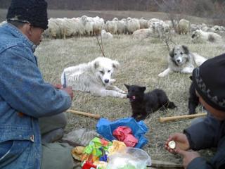 The ballad of the Romanian shepherd - BBC News