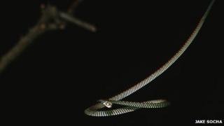Secrets of flying snakes revealed - BBC News